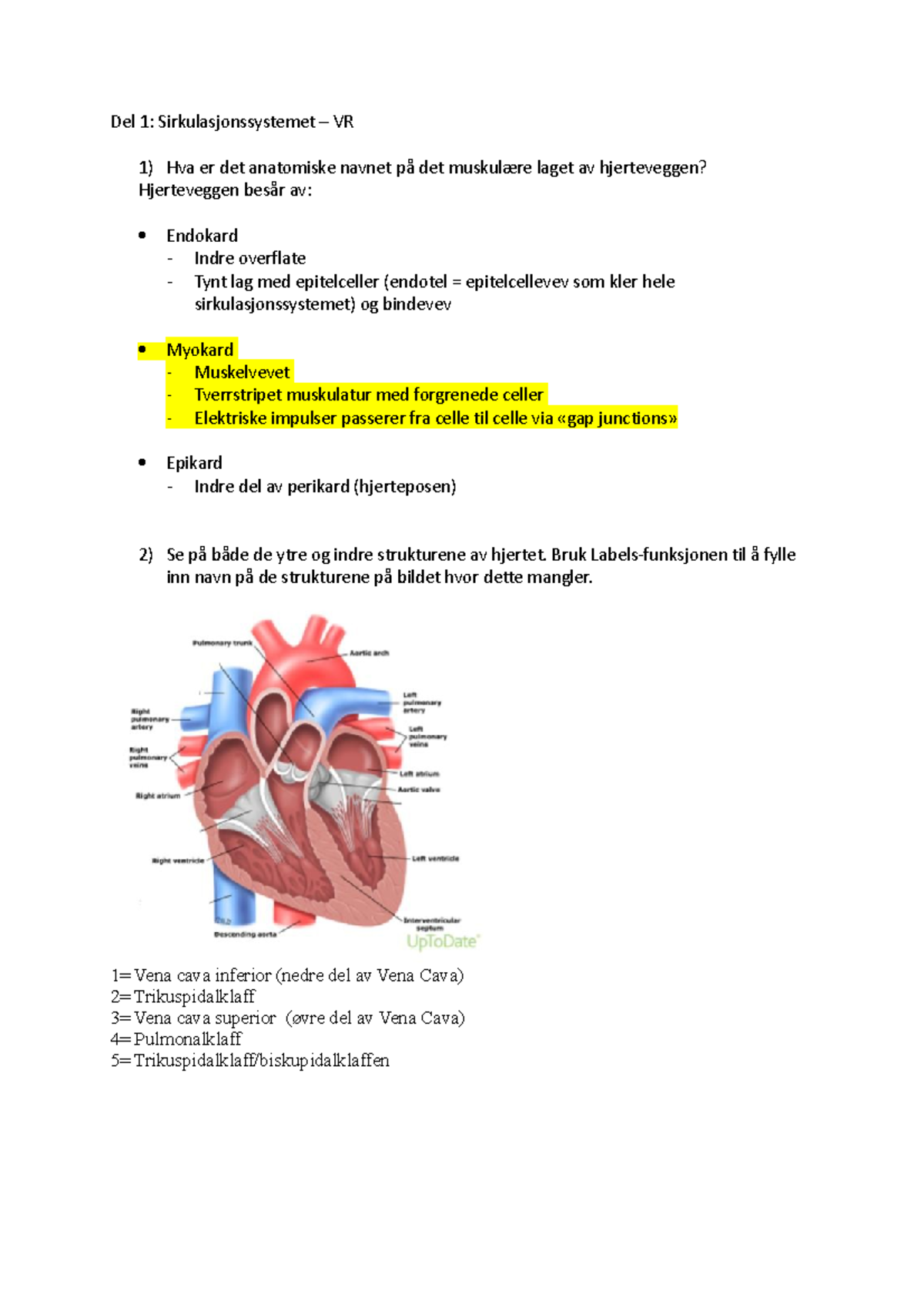 Lab - Sirkulasjonssystemet - Del 1: Sirkulasjonssystemet – VR 1) Hva er det anatomiske navnet på ...