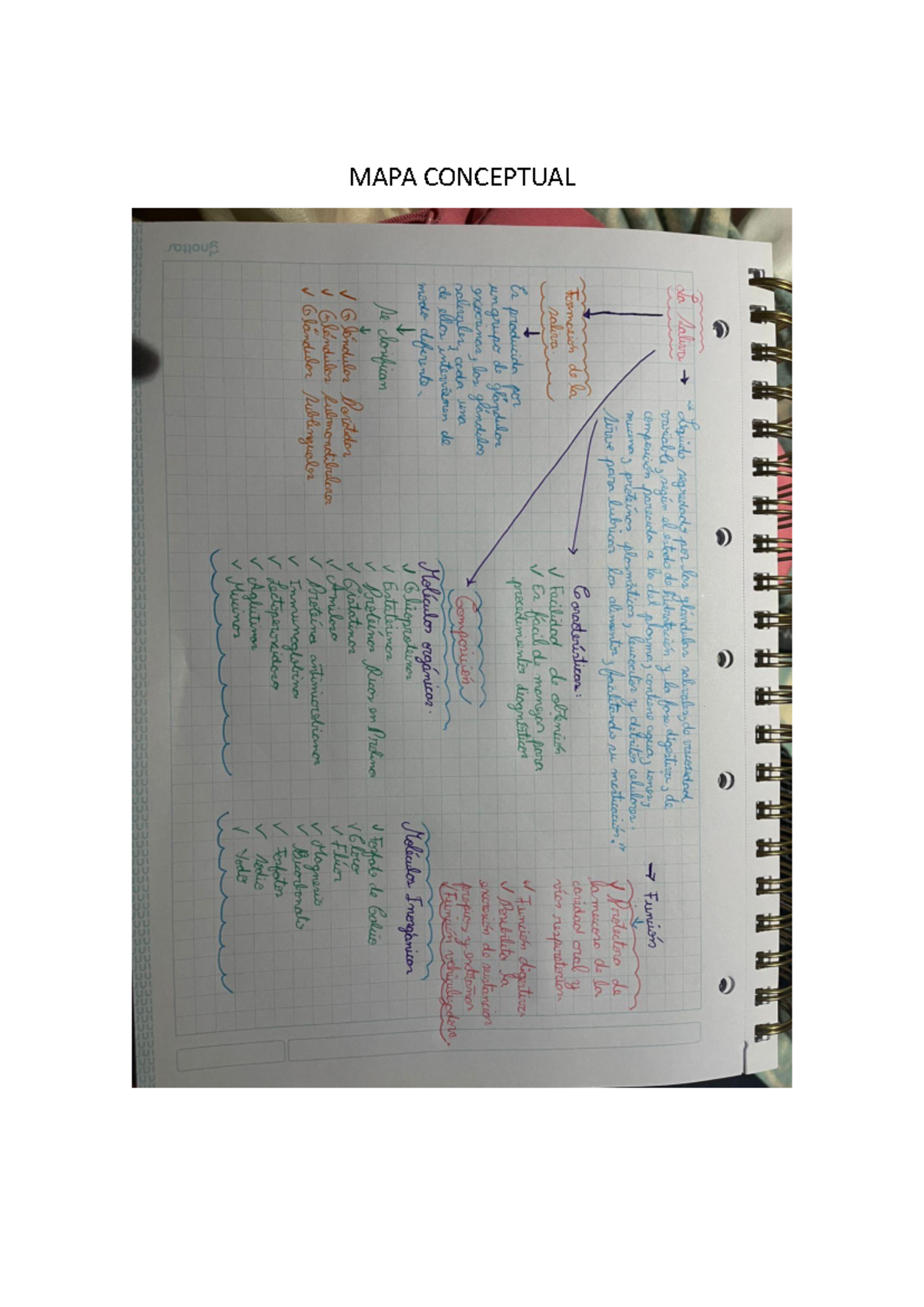 MAPA Conceptual - Summary Histología - MAPA CONCEPTUAL - Studocu