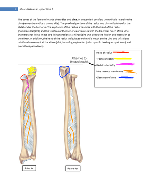 Radius And Ulna Anatomical Position