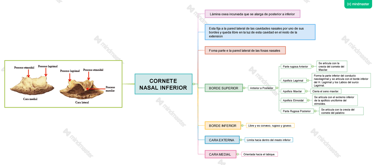 Cornete Nasal INF - HUESOS DE LA CARA - Lámina osea incurvada que se ...
