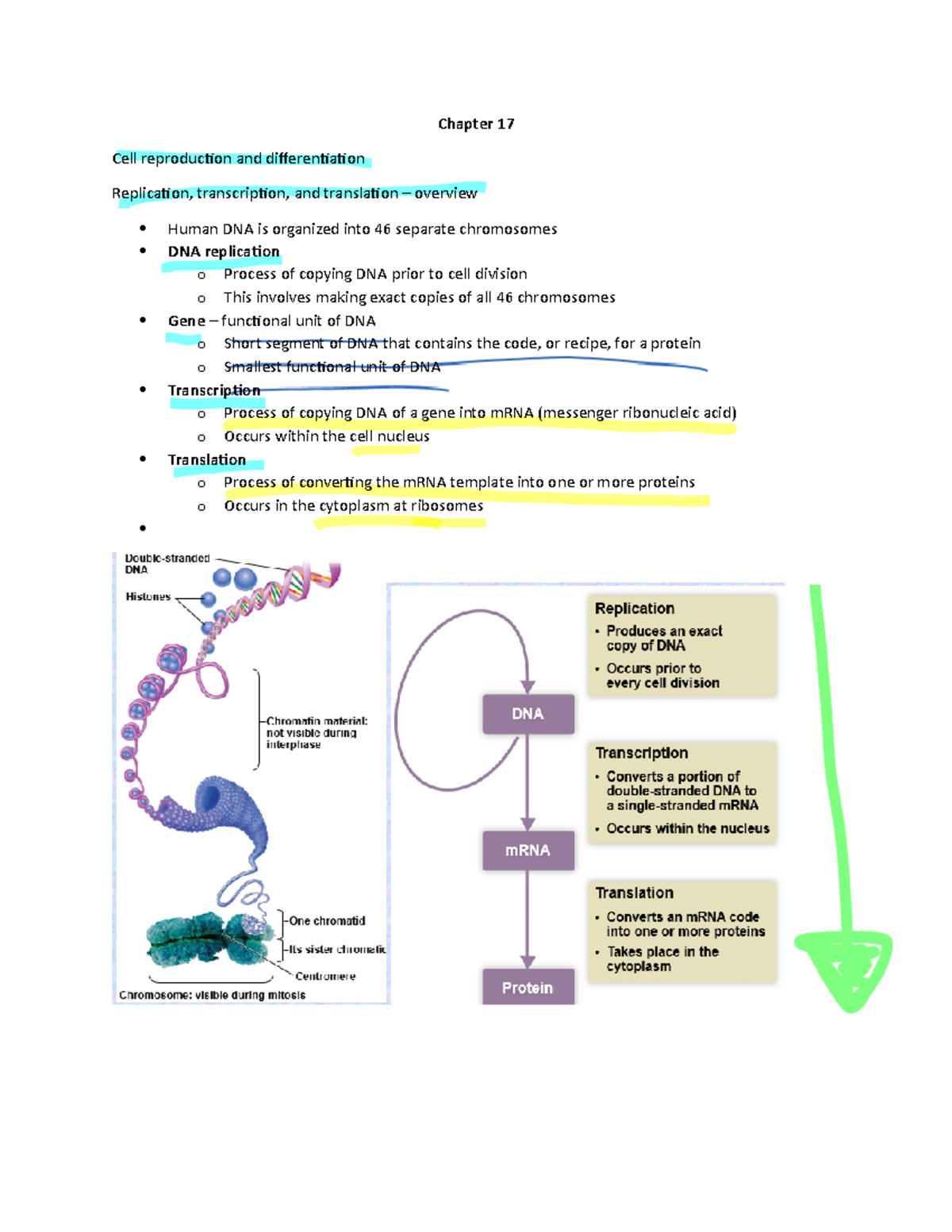 Chapter 17 - Lecture notes cht 17 - Chapter 17 Cell reproduction and ...