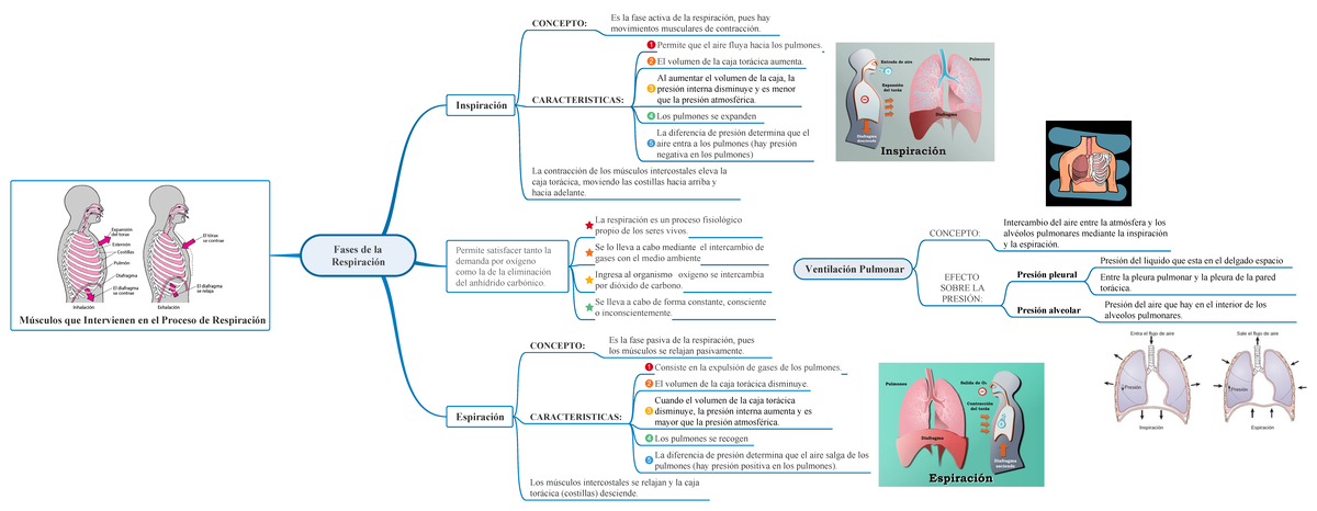 Inspiración y Espiración - Fases de la Respiración Inspiración Permite ...