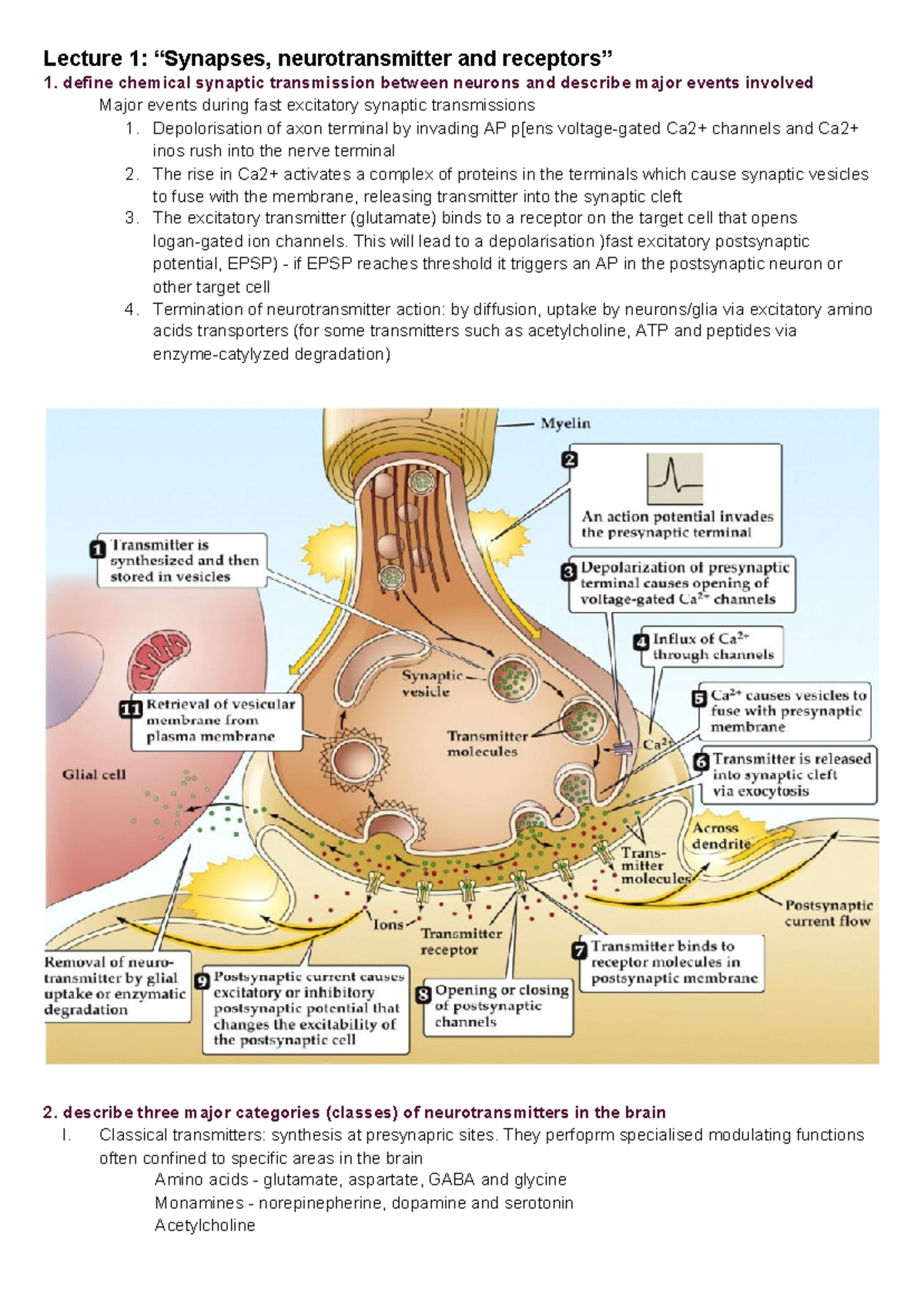 Lecture 1 “Synapses, neurotransmitter and receptors” - Lecture 1 ...