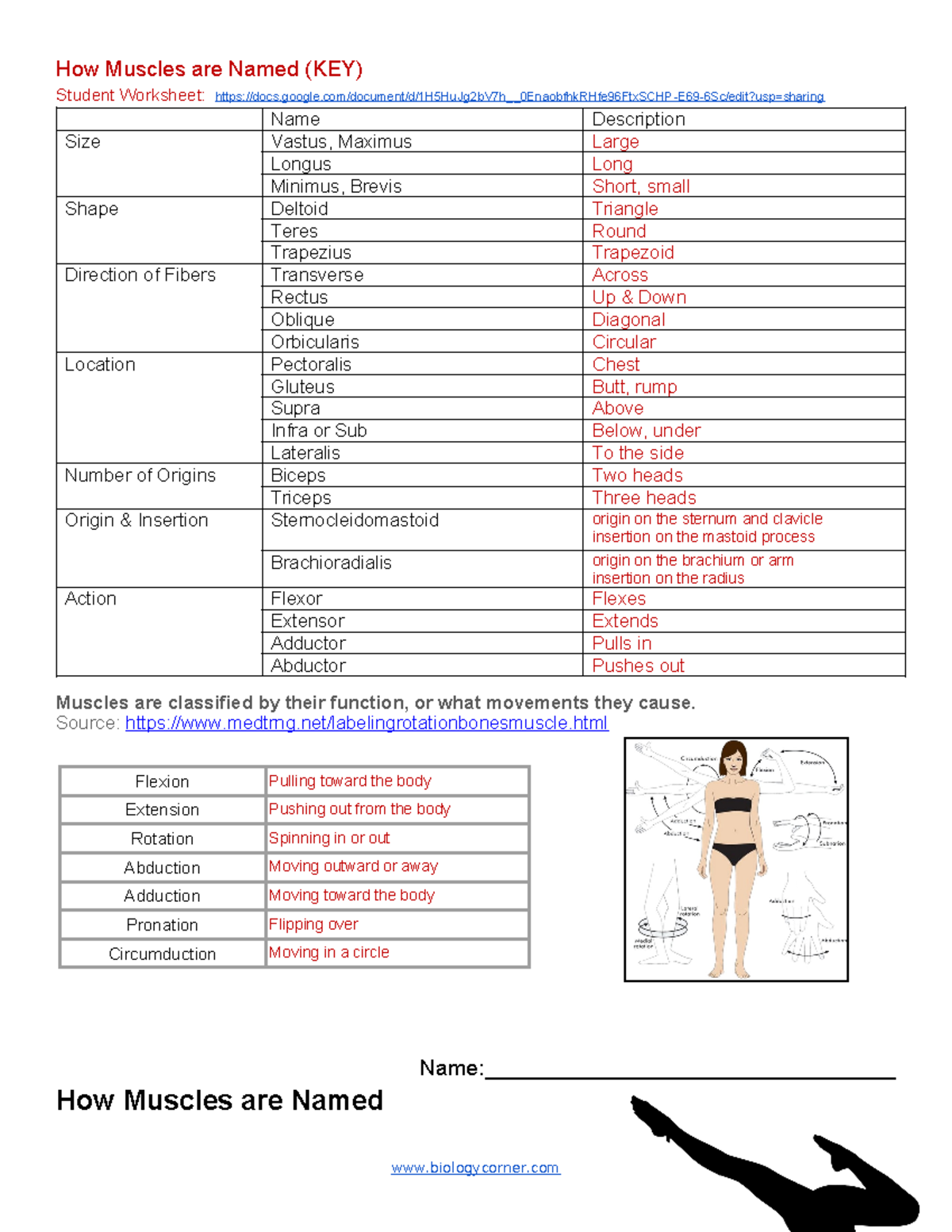 How Muscles Are Named KEY-1 - How Muscles are Named (KEY) Student ...