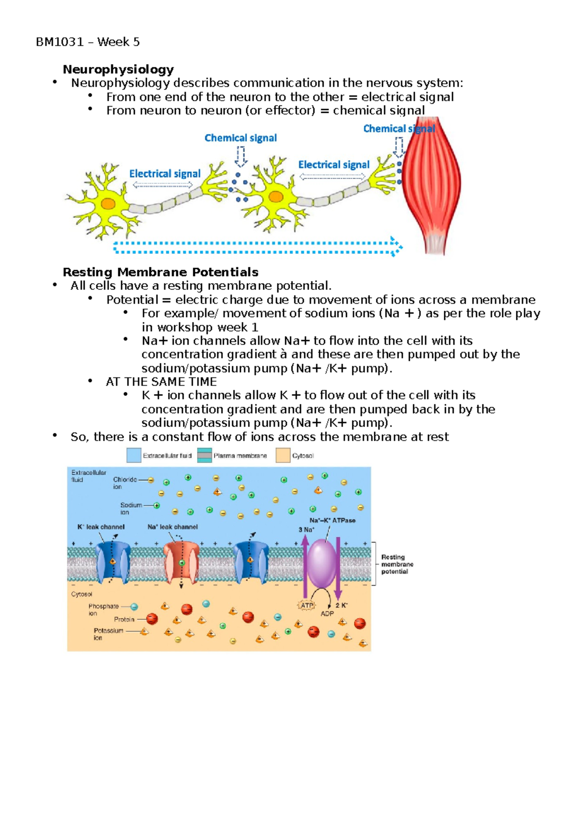 BM1031 - Week 5 - BM1031 – Week 5 Neurophysiology Neurophysiology ...