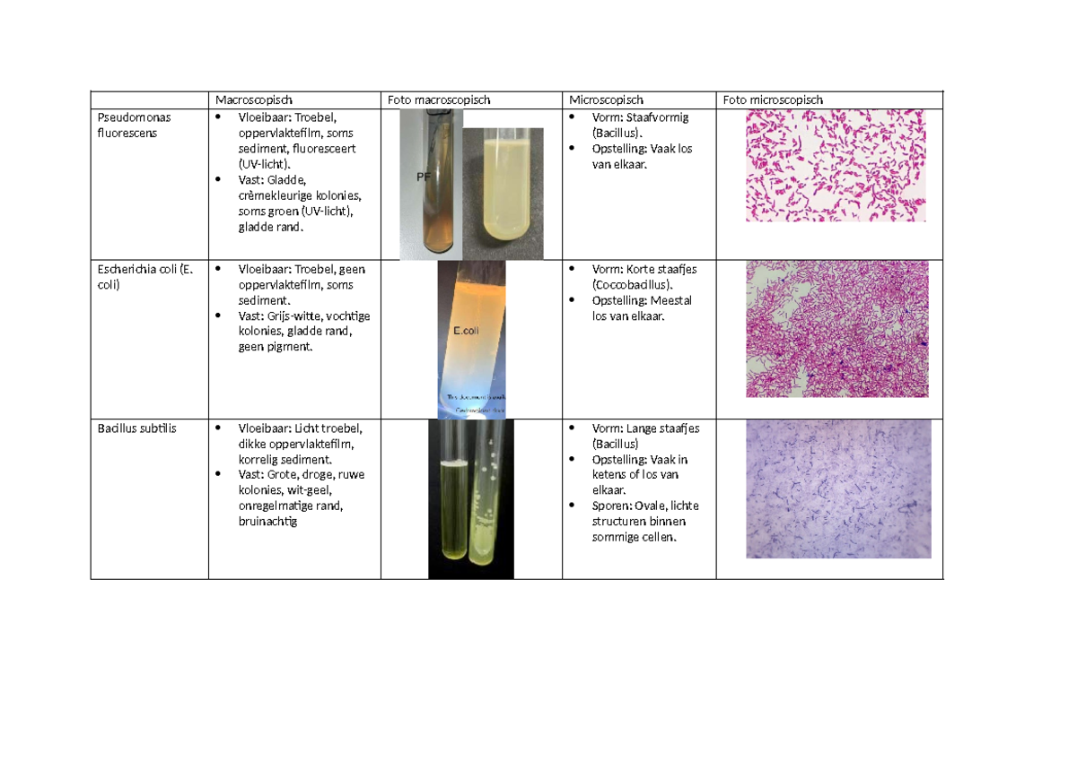 Bacteriën praktische proef microbiologie - Macroscopisch Foto ...