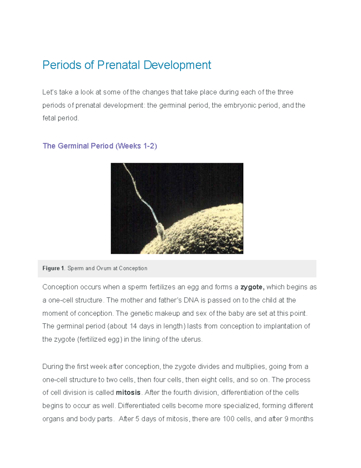 Prenatal development - Google Docs - Periods of Prenatal Development ...