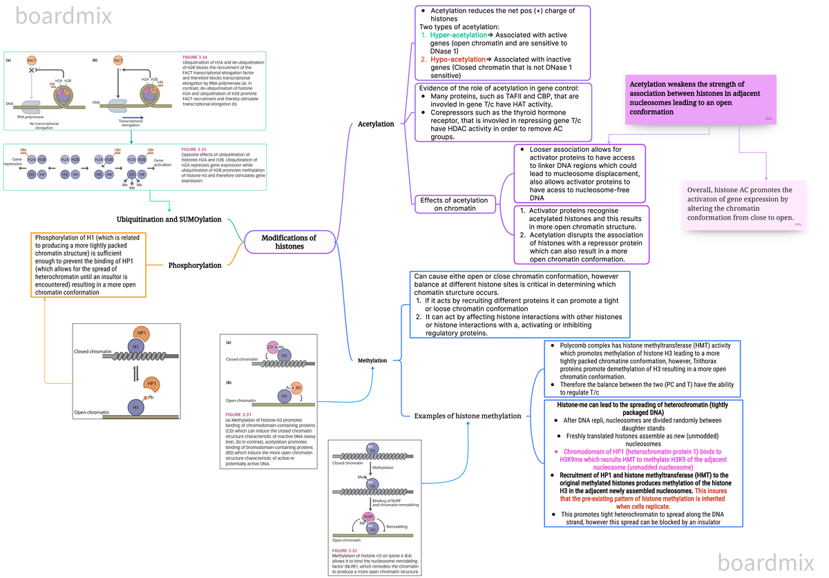 GTS 351 Histone summary - Modifications of histones Phosphorylation Phosphorylation of H1 (which ...