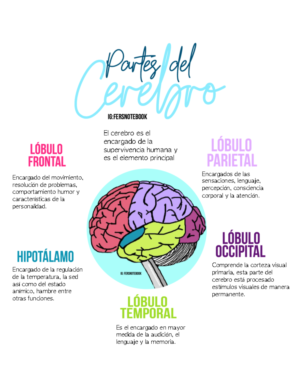 Partes del cerebro - Encargado del movimiento, resolución de problemas ...