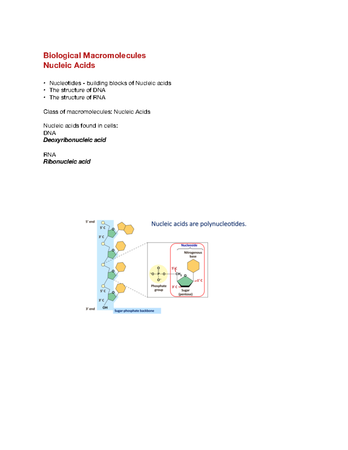 Lecture 4 - Nucleic Acids 🟢 - Biological Macromolecules Nucleic Acids ...