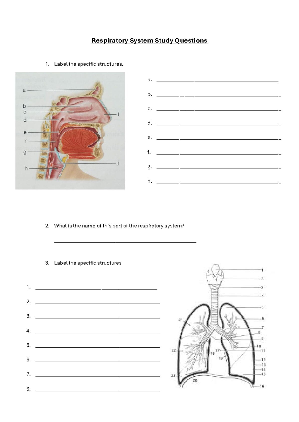 Respiratory System Study Questions - Respiratory System Study Questions ...