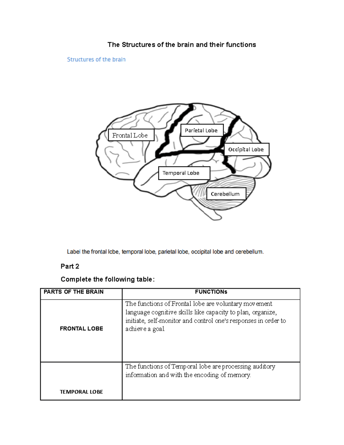 Structures of the brain and their functions - TEMPORAL LOBE The ...