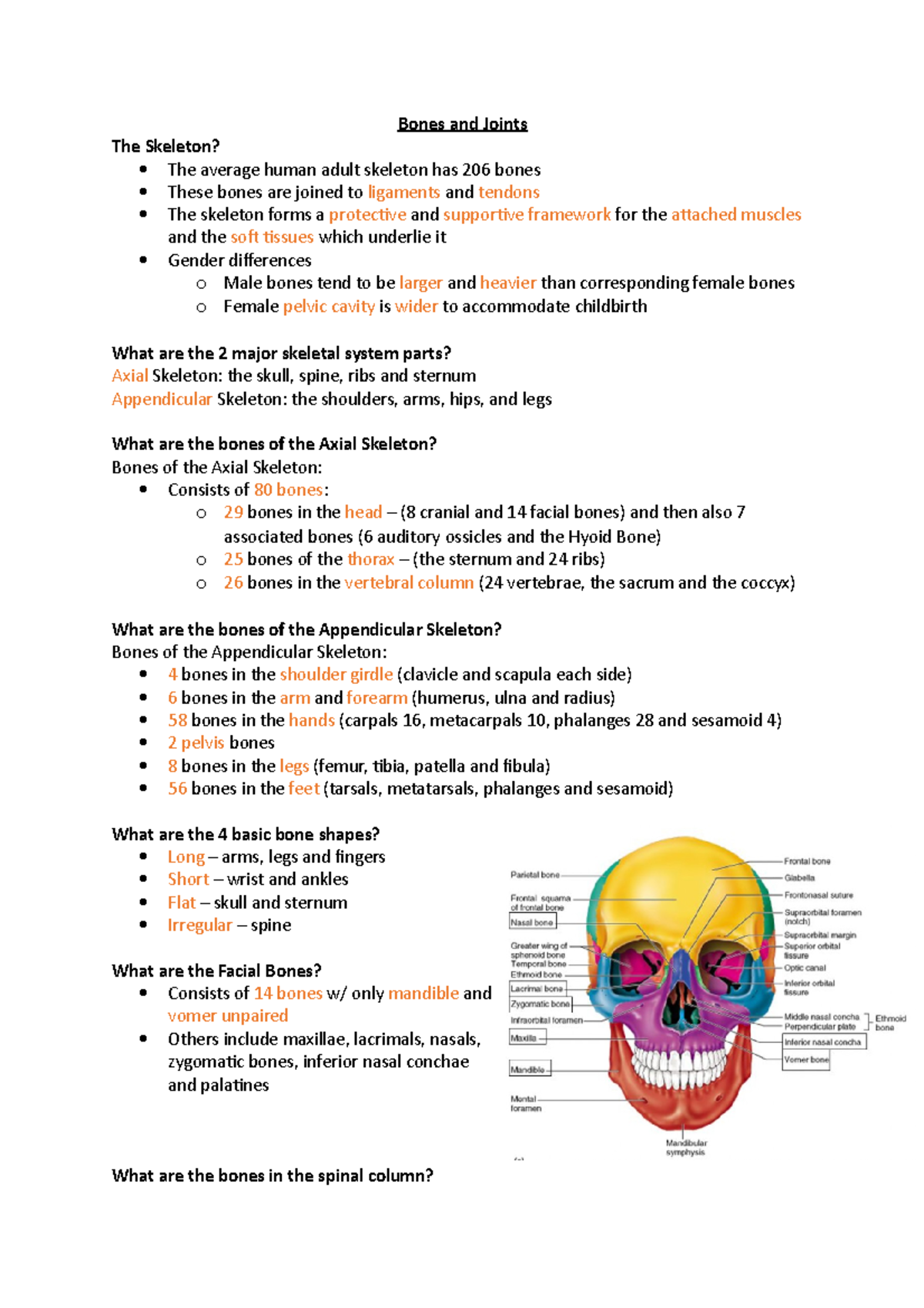 Bones and Joints - Bones and Joints The Skeleton? The average human ...