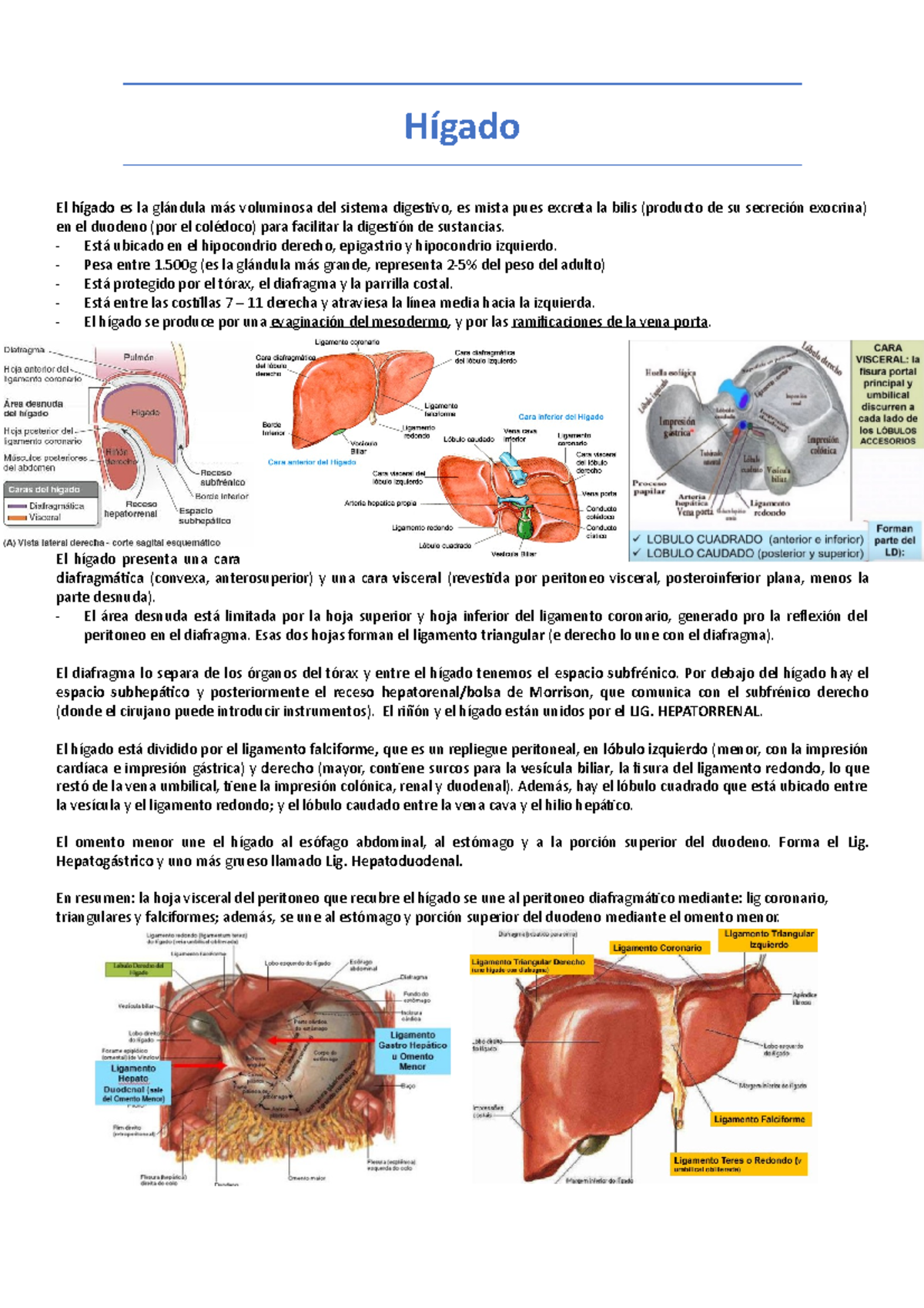 Hígado - Anatomia y Histologia - Hígado El hígado es la glándula más ...