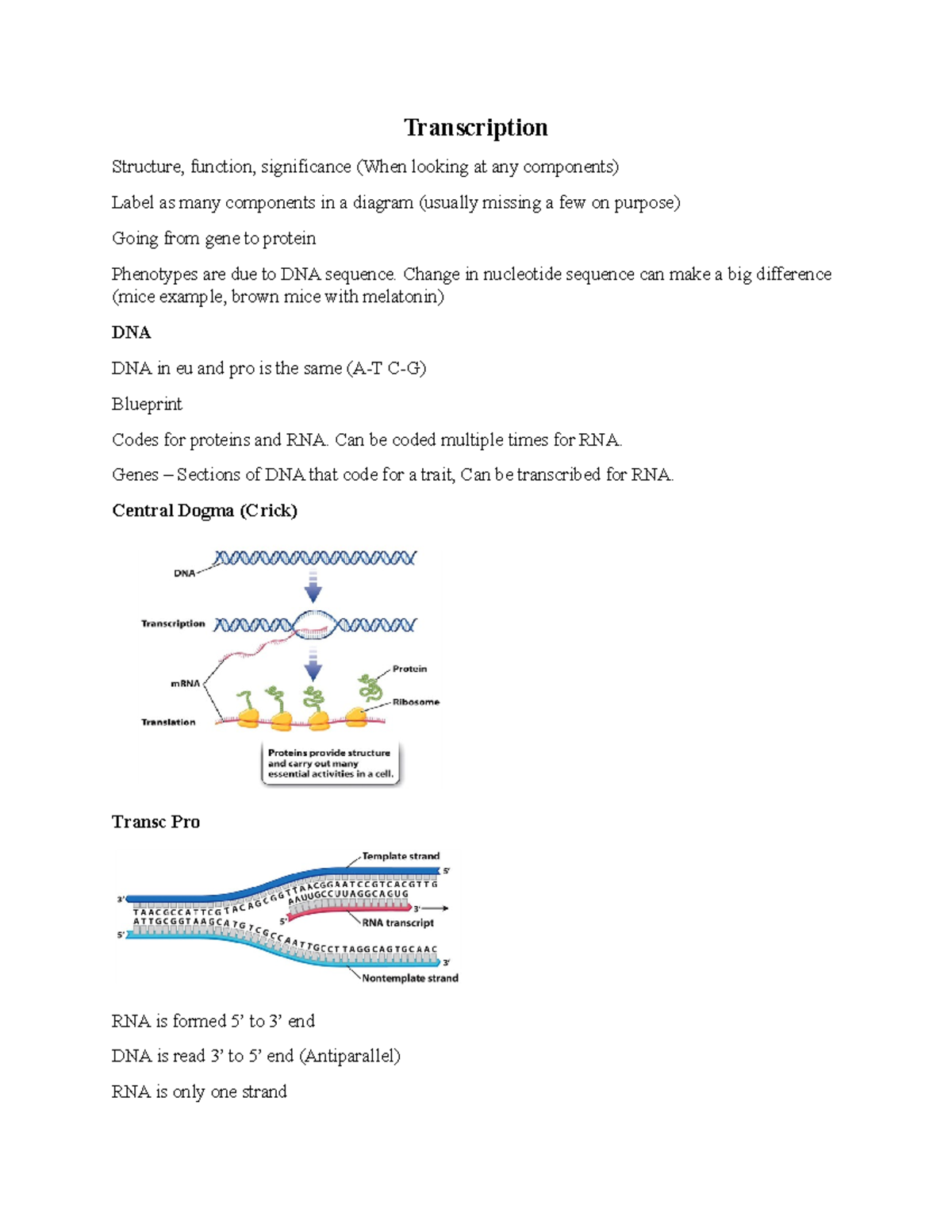 Transcription - Lecture notes 5 - Transcription Structure, function ...