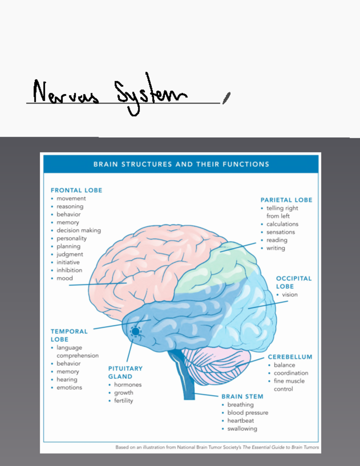 Nervous System - Nervous System LOBES & GENERAL FEATURES OF BRAIN ...