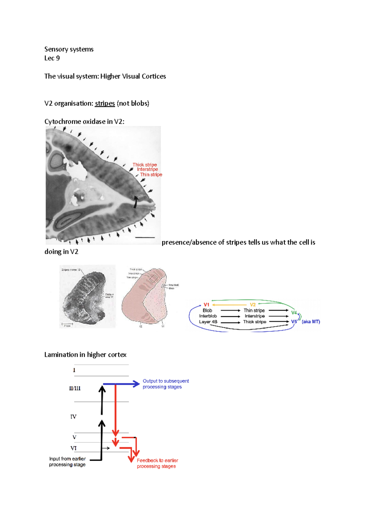 Sensory systems lec 9 - Lecture notes 9 - Sensory systems Lec 9 The ...
