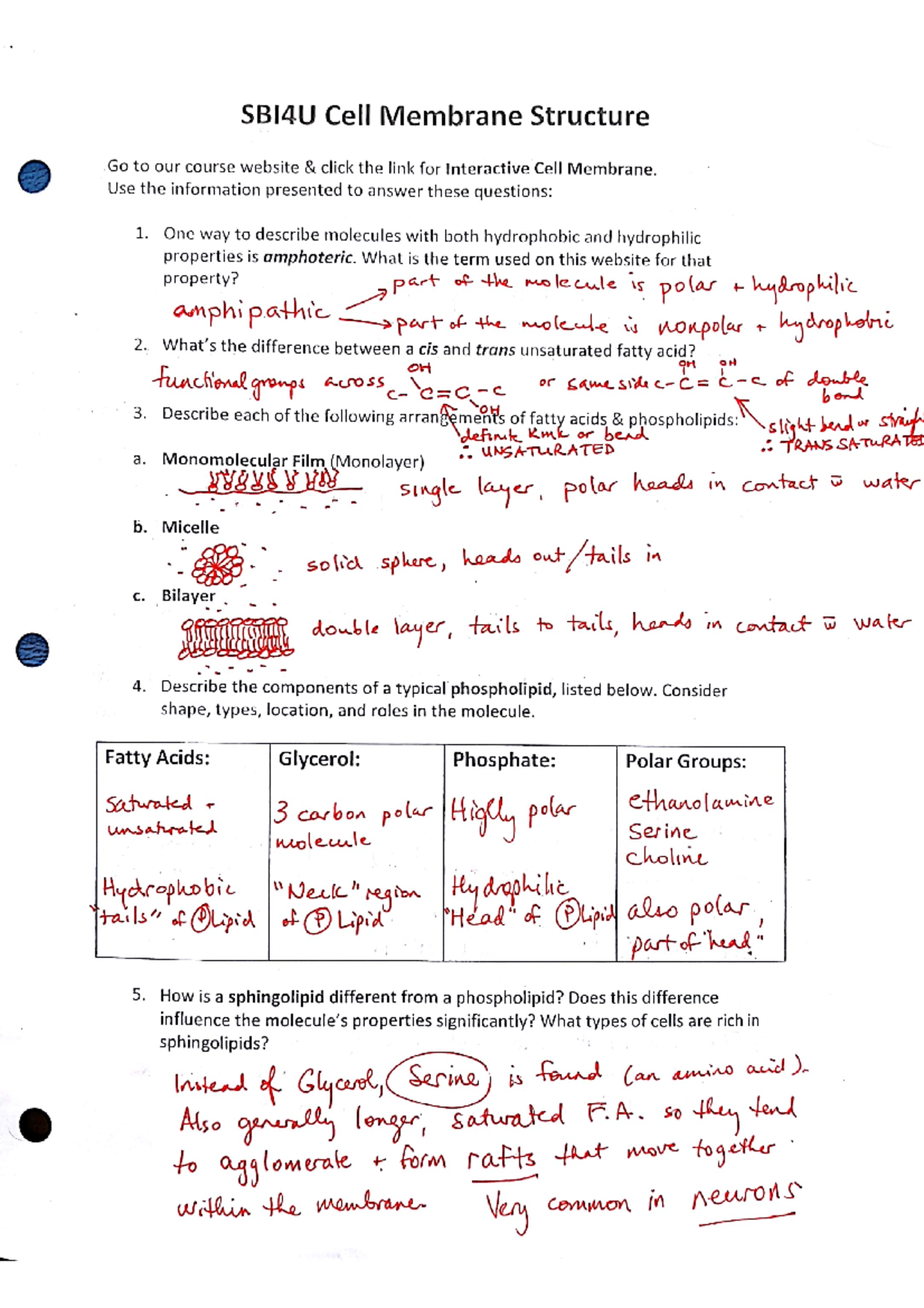 Cell-membrane-notes - notes - Studocu