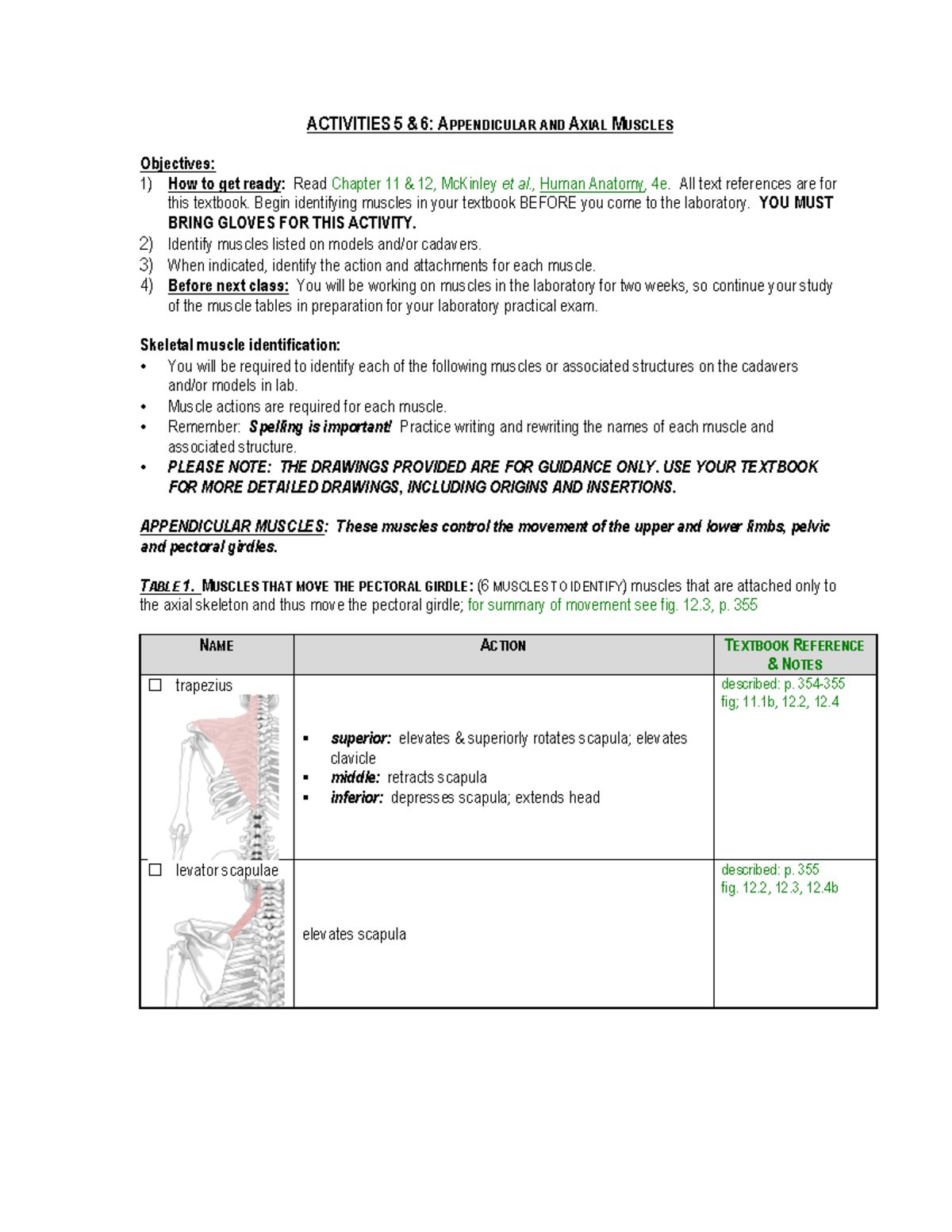 Anatomy Muscle Lab Packet - ACTIVITIES 5 & 6: APPENDICULAR AND AXIAL M ...