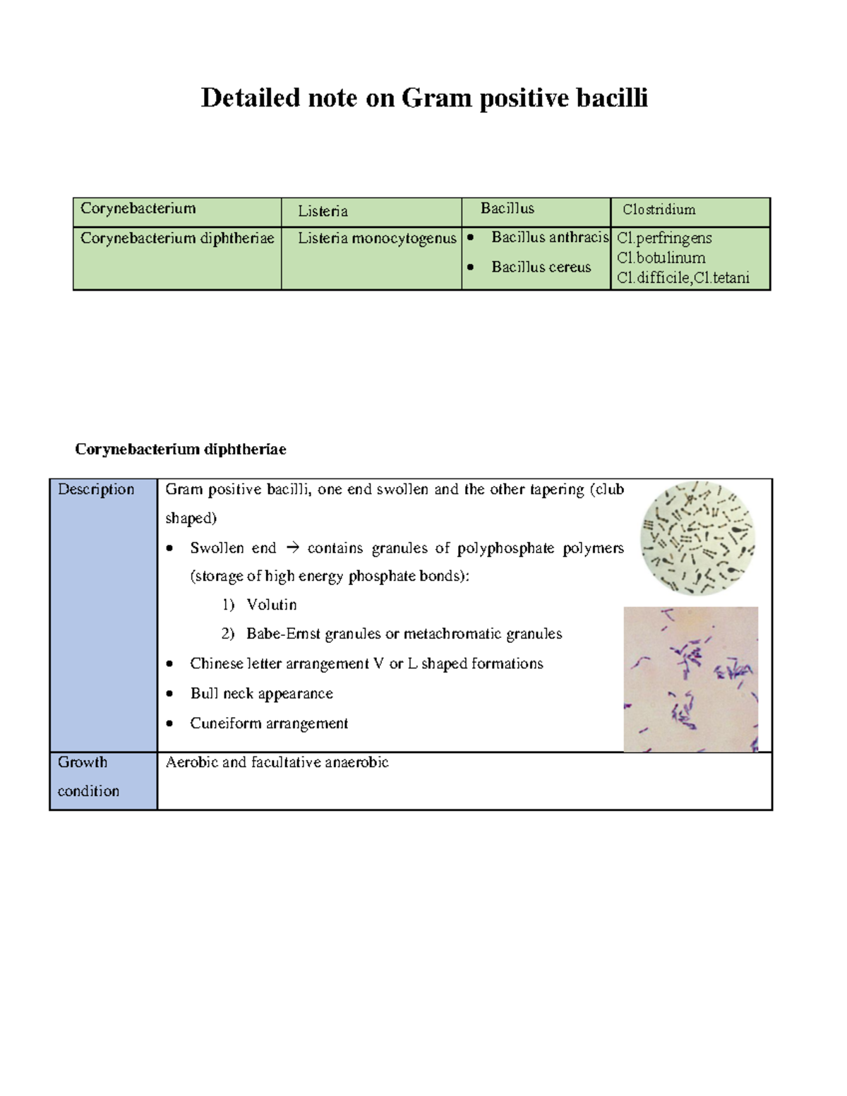 Gram positive bacilli detailed note - Detailed note on Gram positive ...