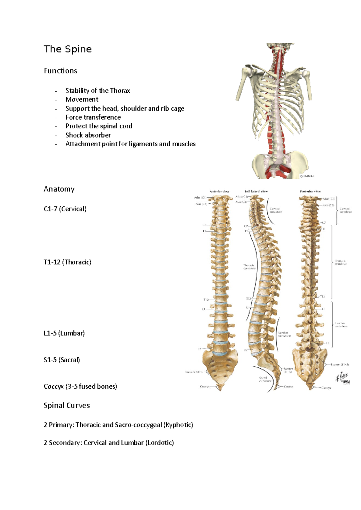 The Spine - The Spine Functions Stability of the Thorax Movement ...