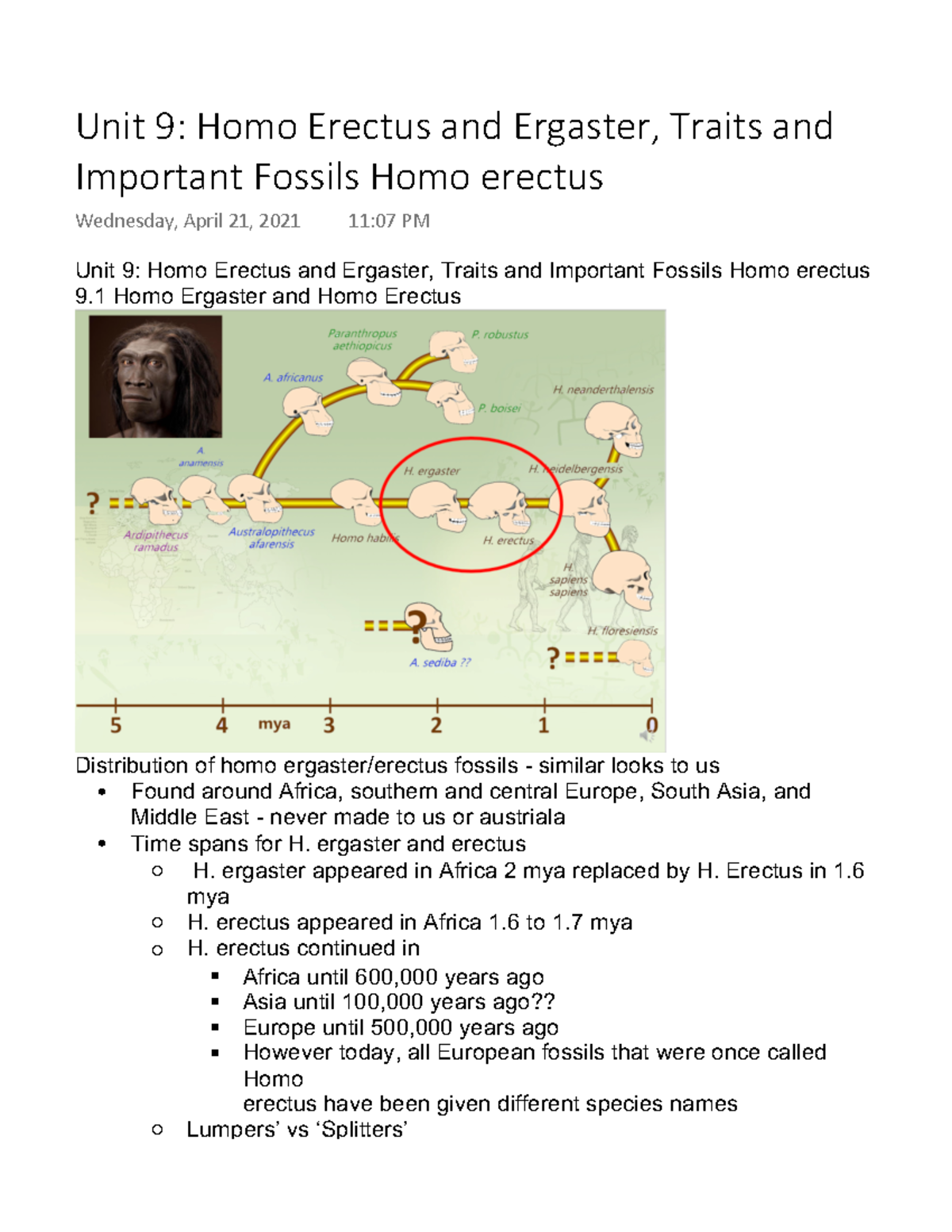 Unit 9 Homo Erectus and Ergaster, Traits and Important Fossils Homo ...