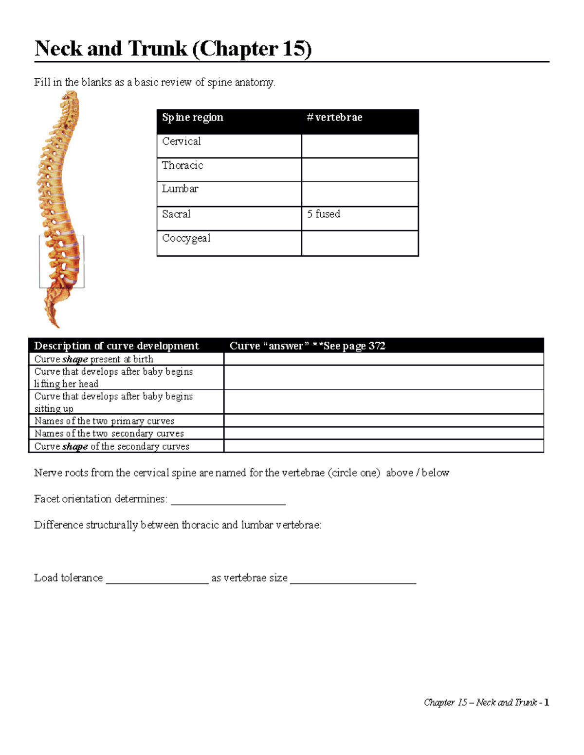 Chapter 15 - neck and trunk - Neck and Trunk (Chapter 15) Fill in the ...