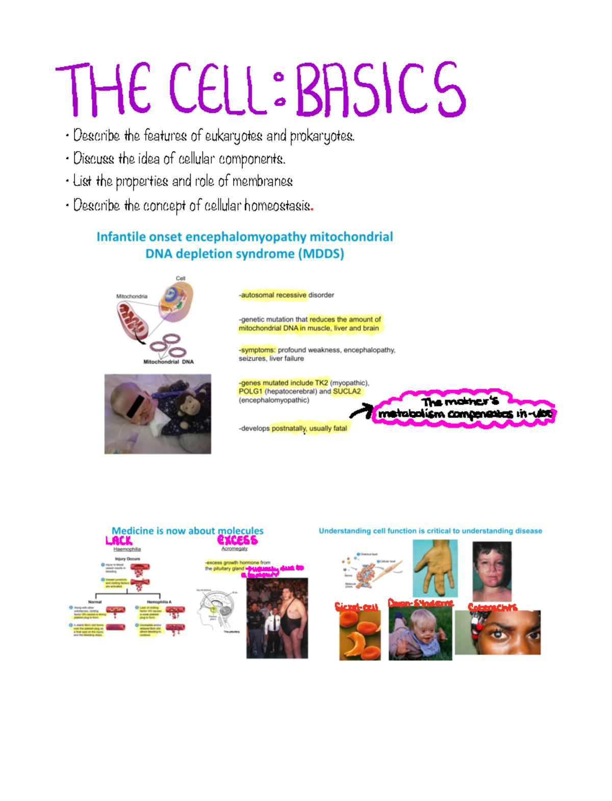 The cell the basics - Physiology - THE CELL BASICS hemother'Smhm ...