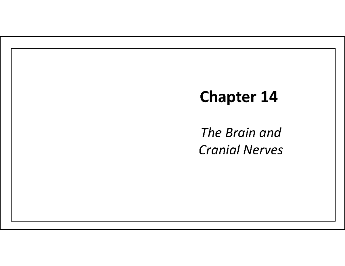 10 Brain and Cranial nerves - Chapter 14 The Brain and Cranial Nerves ...