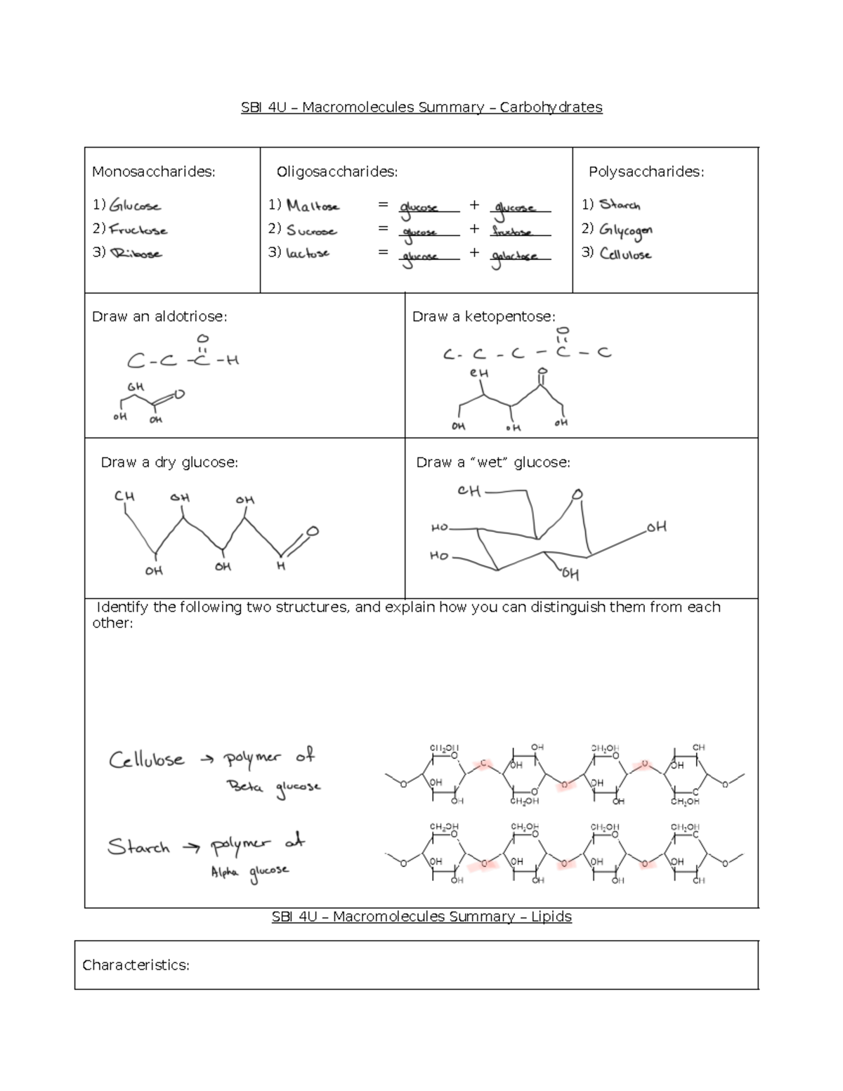 Macromolecules Worksheet - SBI 4U – Macromolecules Summary ...