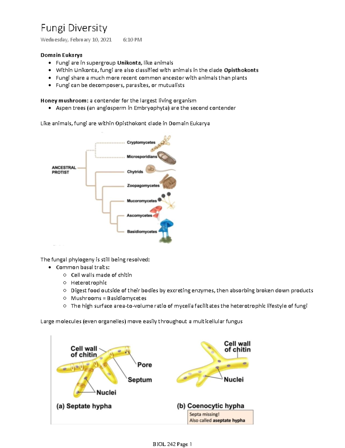 BIOL 242 Diversity of Life Fungi Diversity Lecture - Fungi are in ...