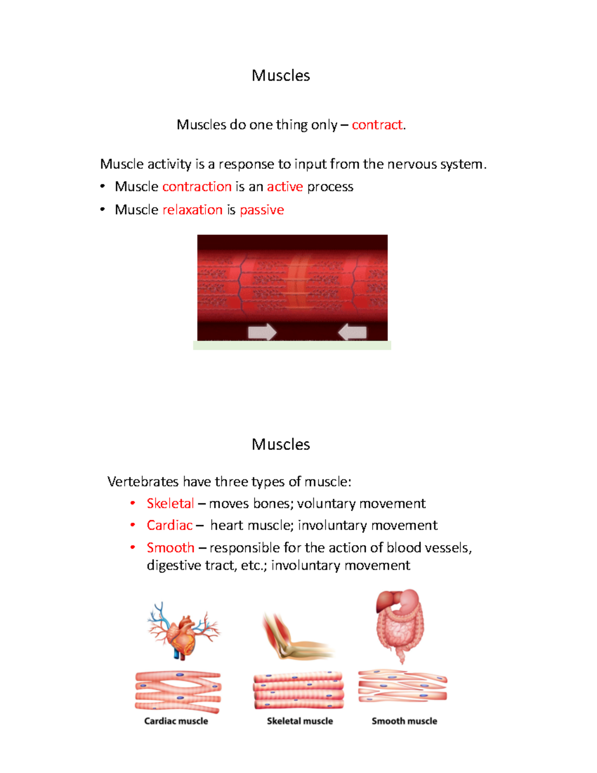 39 - Muscle - Professor Micheal Jorgensen - Muscles Muscle activity is ...