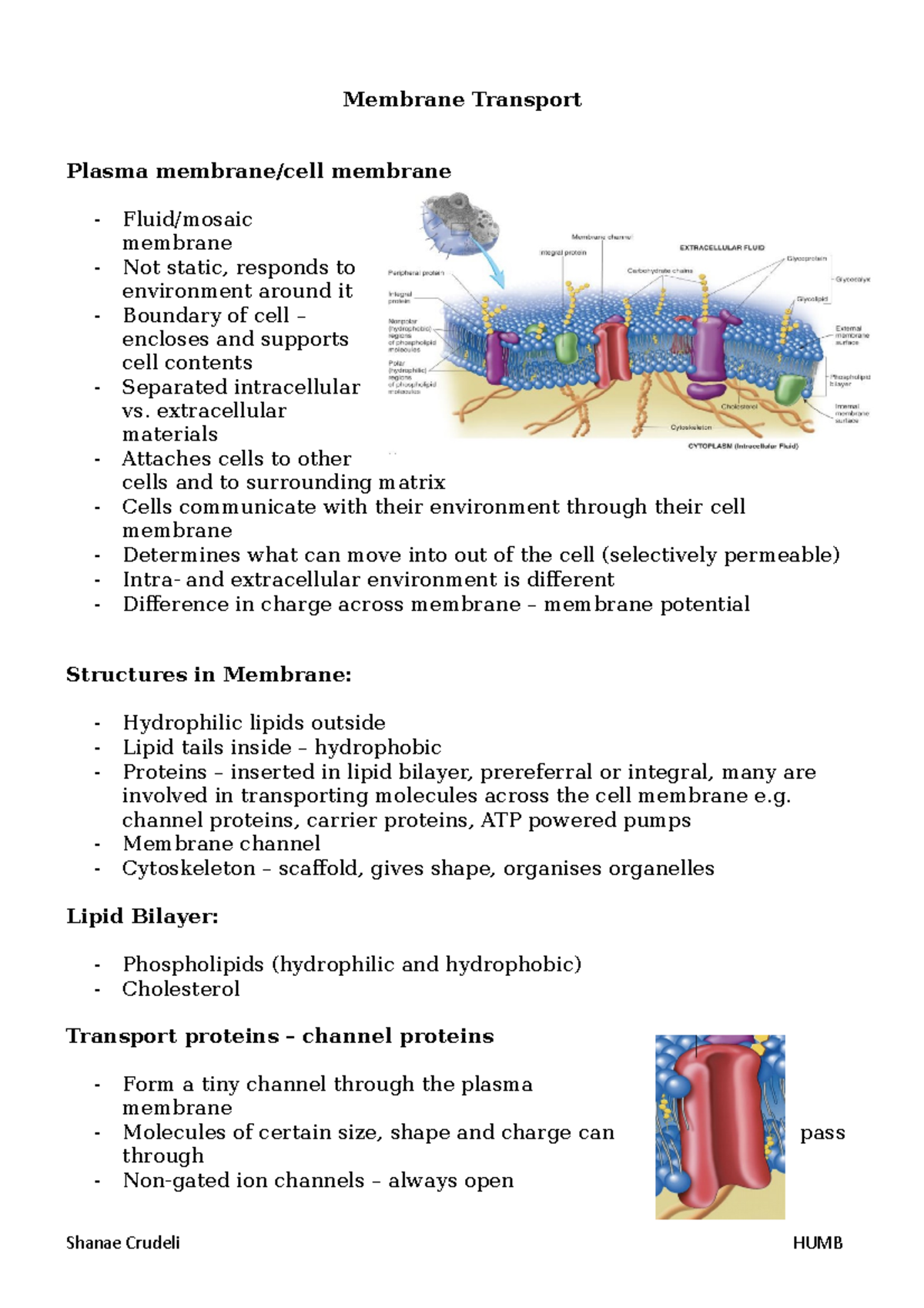 Comoendium 5 - Human Structure and Function Compendium 5 - Membrane ...