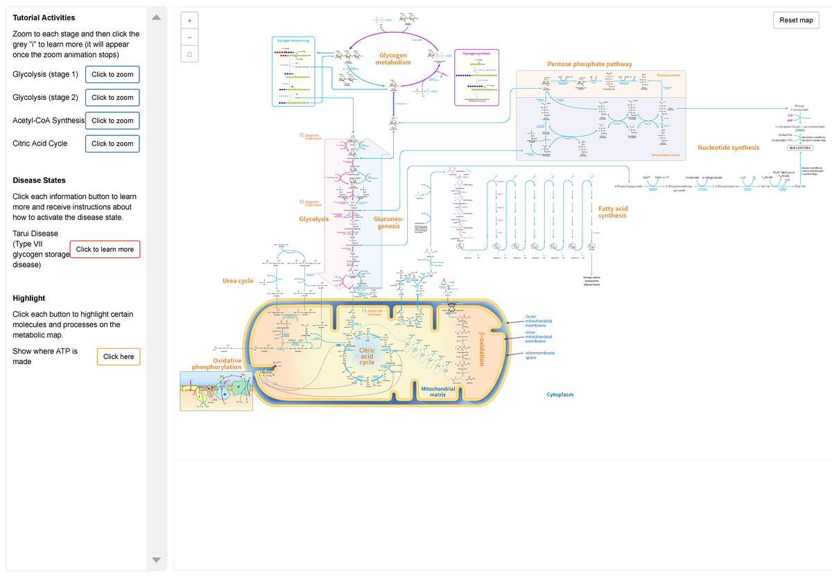 Metabolic-Map- Offline - Tutorial Activities Zoom to each stage and ...