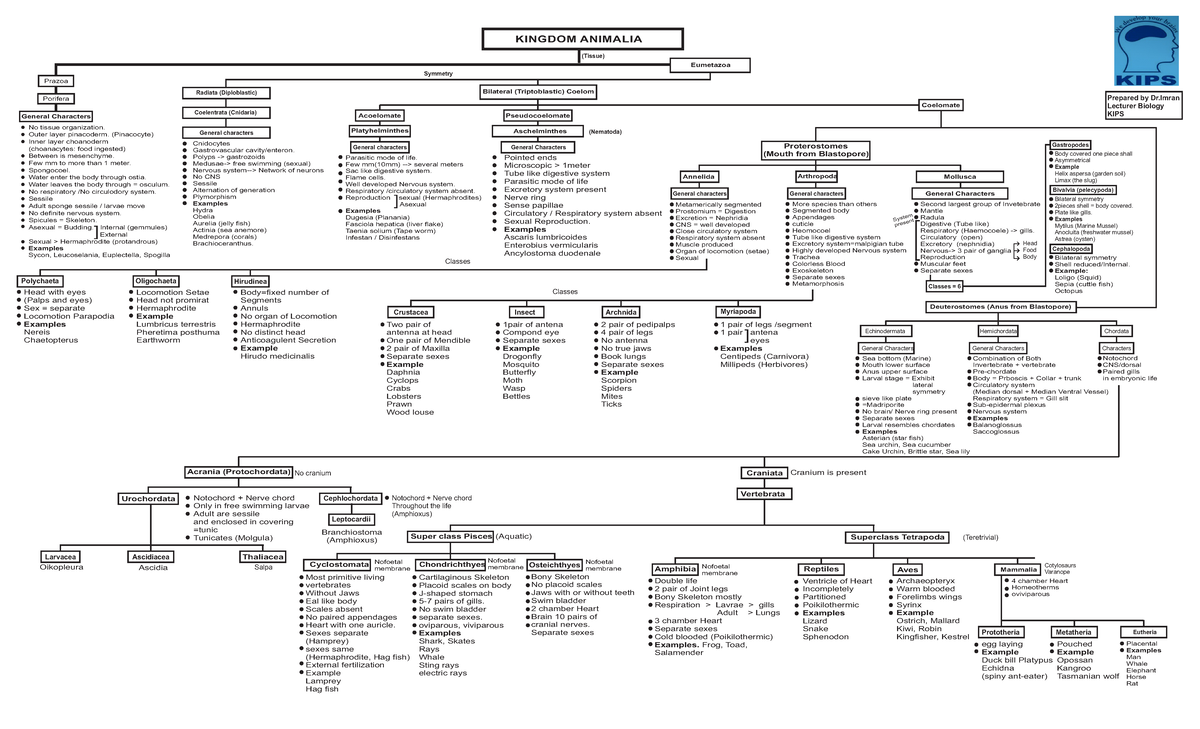 Animalia - KINGDOM ANIMALIA Eumetazoa Cnidocytes Gastrovascular cavity ...