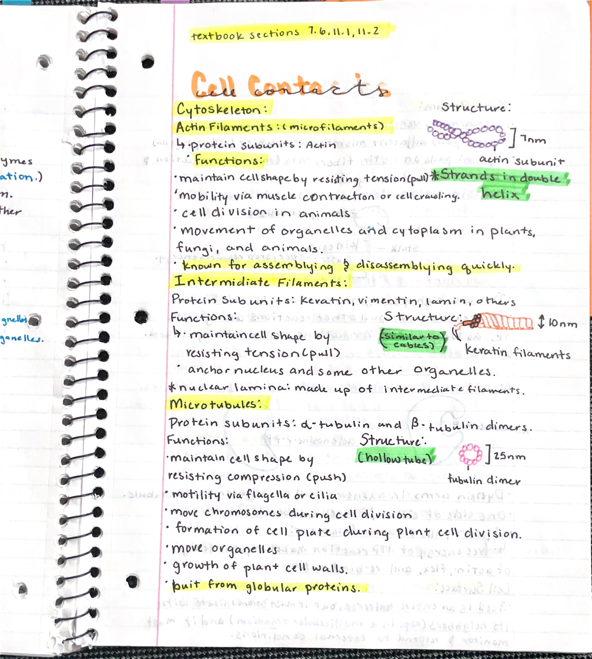 Cell contacts notes - textbook sections Cell Contacts Cytoskeleton ...
