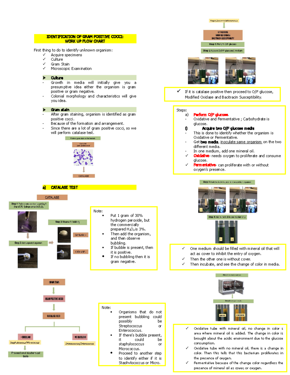 Bacte LAB Staph - IDENTIFICATION OF GRAM POSITIVE COCCI: WORK UP FLOW ...