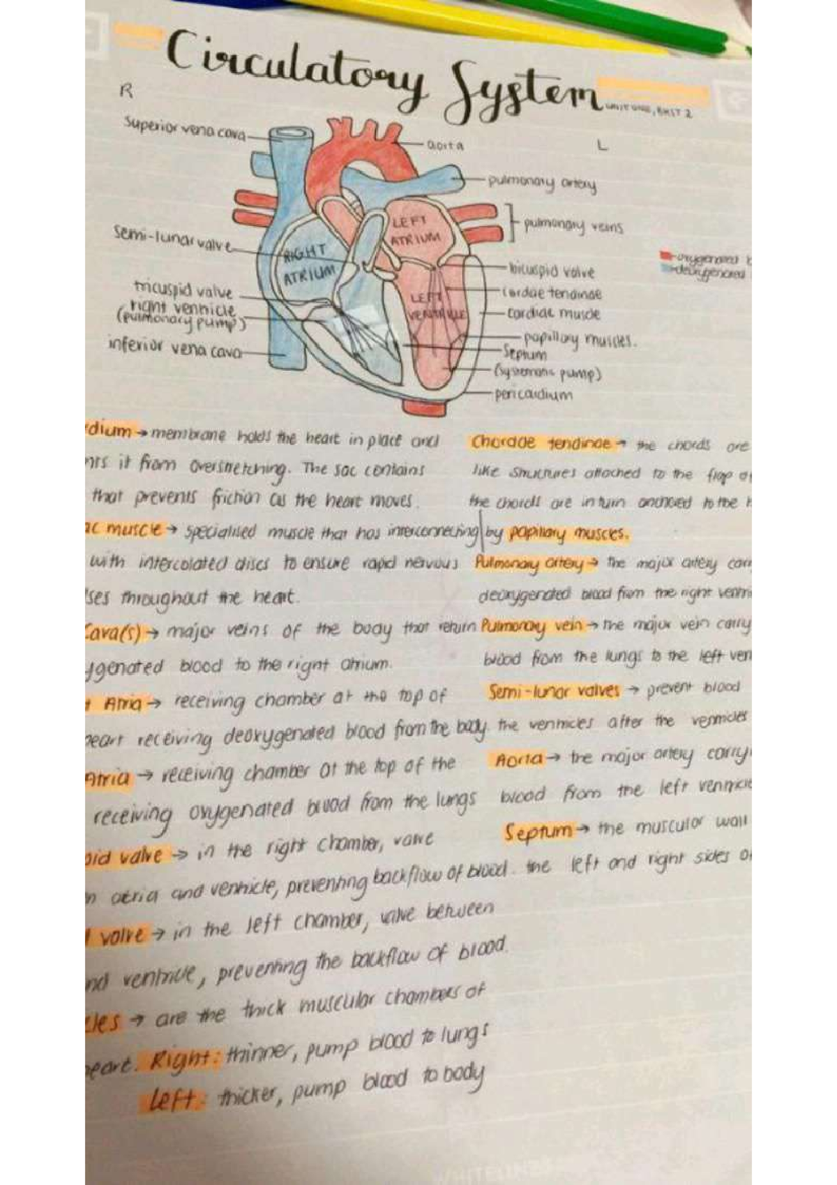 Circulatory system - Human Anatomy and Physiology study notes/practice ...