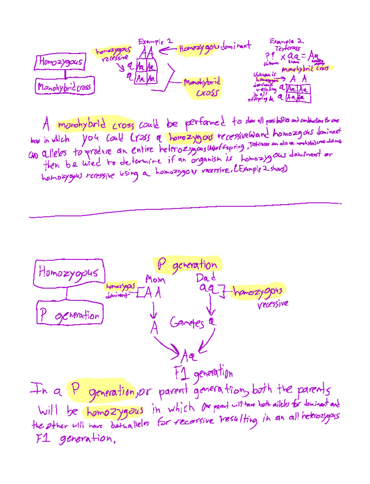 Chapter 3 Concept Map - Homozygy to 4909 7 Homozygous ####### dominant ...