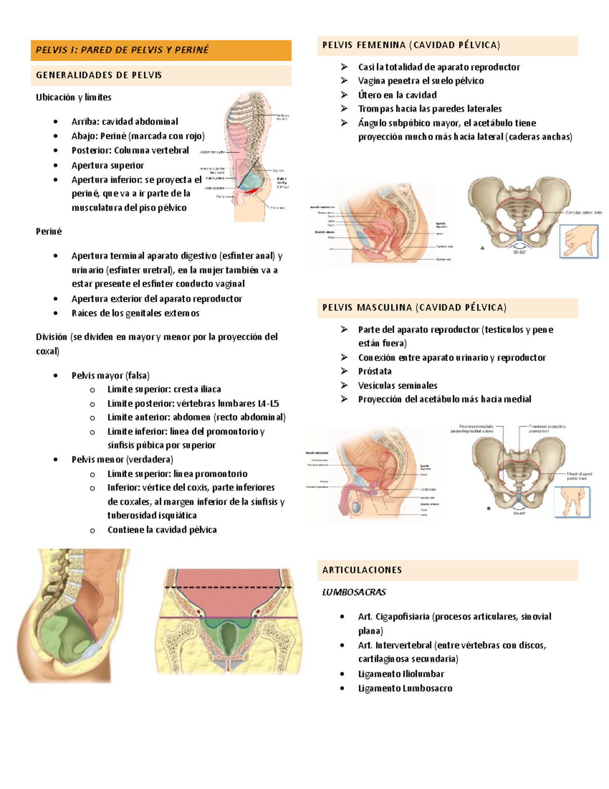 Pelvis I y II - PELVIS I: PARED DE PELVIS Y PERINÉ GENERALIDADES DE ...