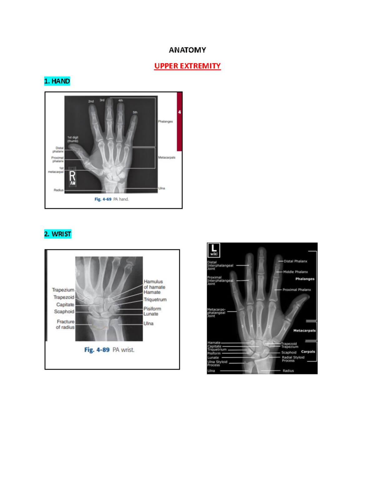 Anatomy - Radiologic Technology - ANATOMY UPPER EXTREMITY HAND WRIST ...