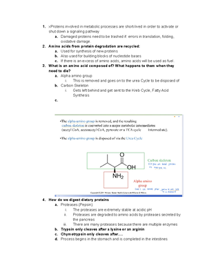 Ch. 10 Study Guide - Biochemical pathways have committed steps ...