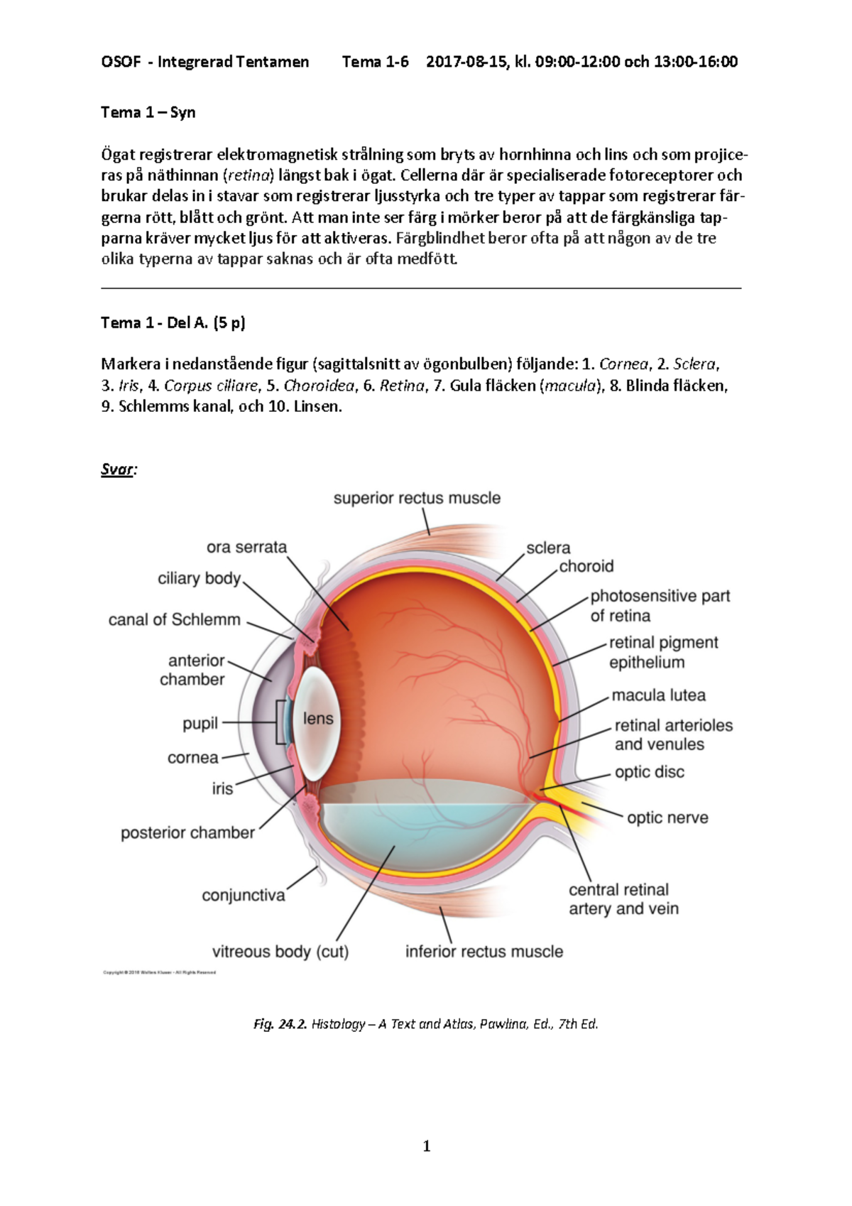 gamla tentor -osof - Tema 1 – Syn Ögat registrerar elektromagnetisk ...