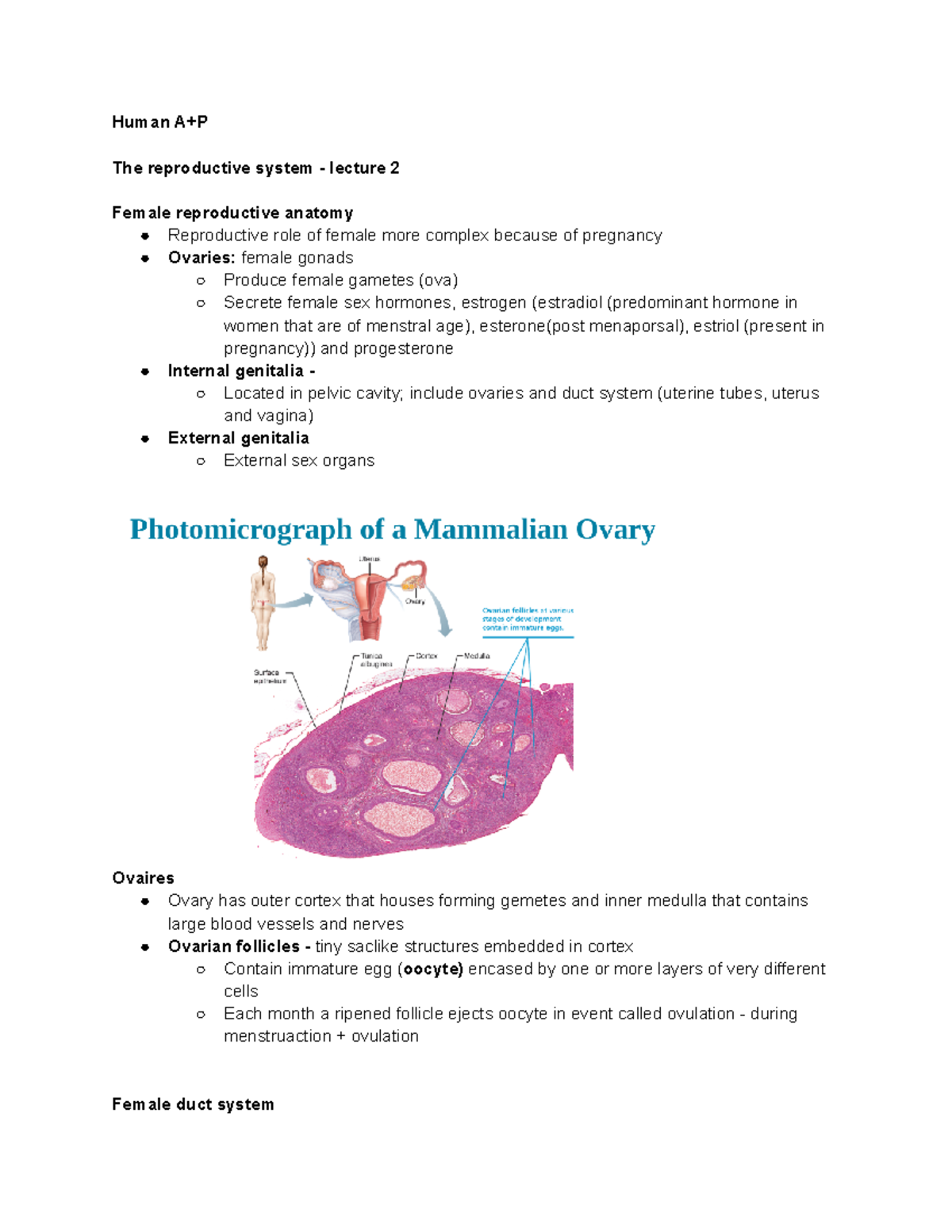 Lecture 12 The Reproductive System 2 - Human A+P The reproductive ...