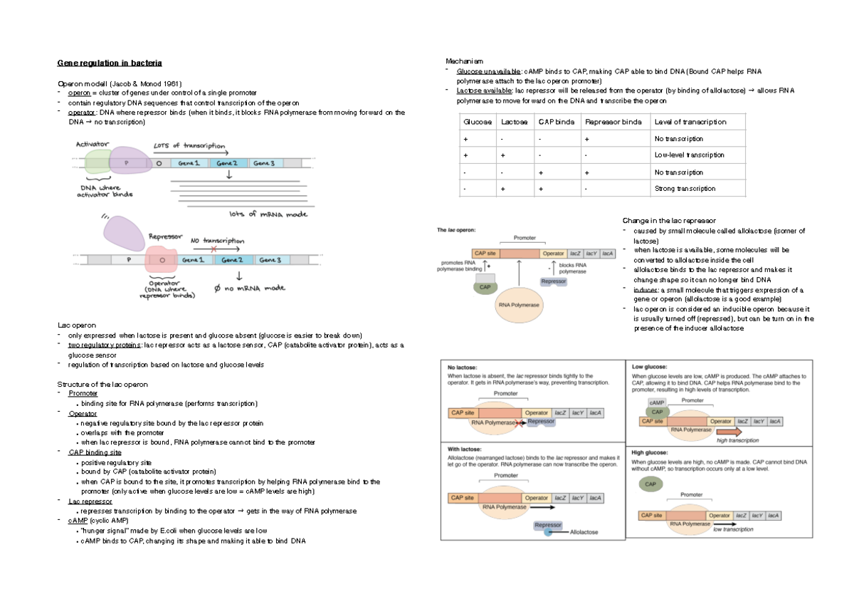 Gene regulation - Studocu