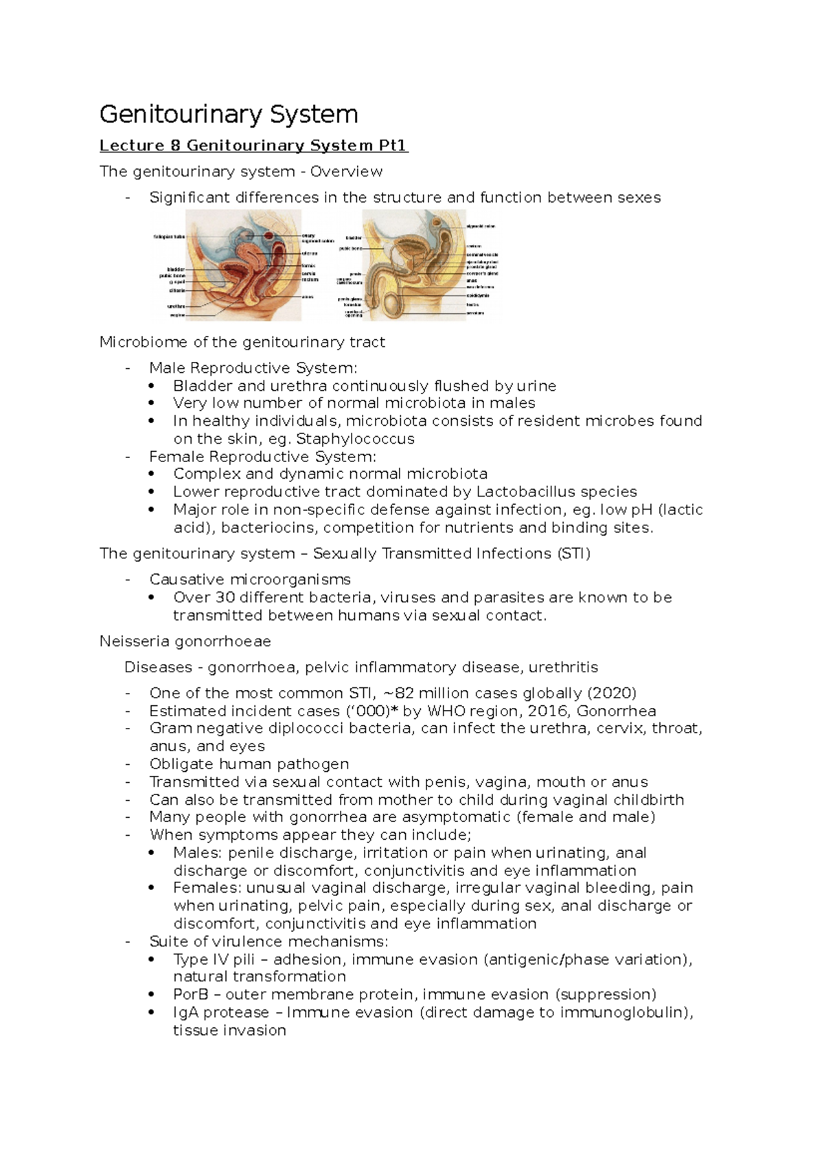 Genitourinary System - Staphylococcus - Female Reproductive System ...