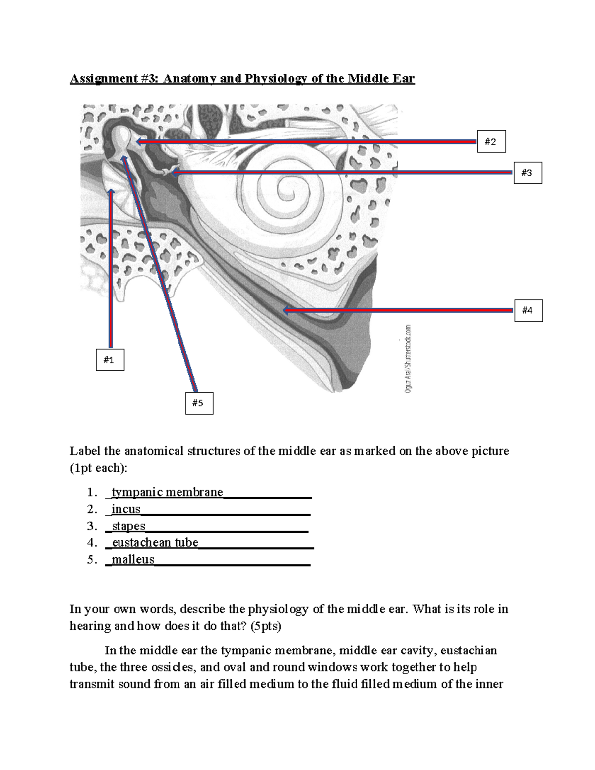 Middle Ear Assignment - Assignment #3: Anatomy and Physiology of the ...