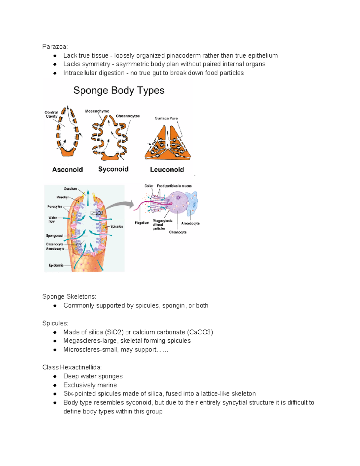 Porifera Lab Notes - Parazoa: Lack true tissue - loosely organized ...
