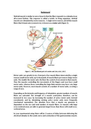 Reproductive practical - student notes 2024 - Reproductive anatomy and ...