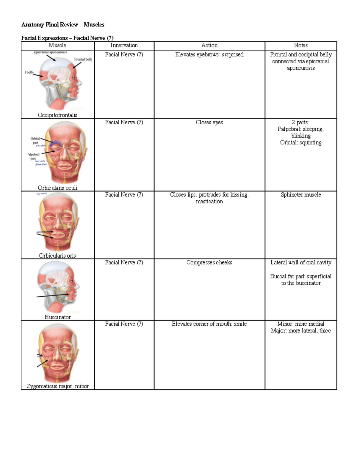 Anatomy final review muscles 2 - Anatomy Final Review – Muscles Facial ...